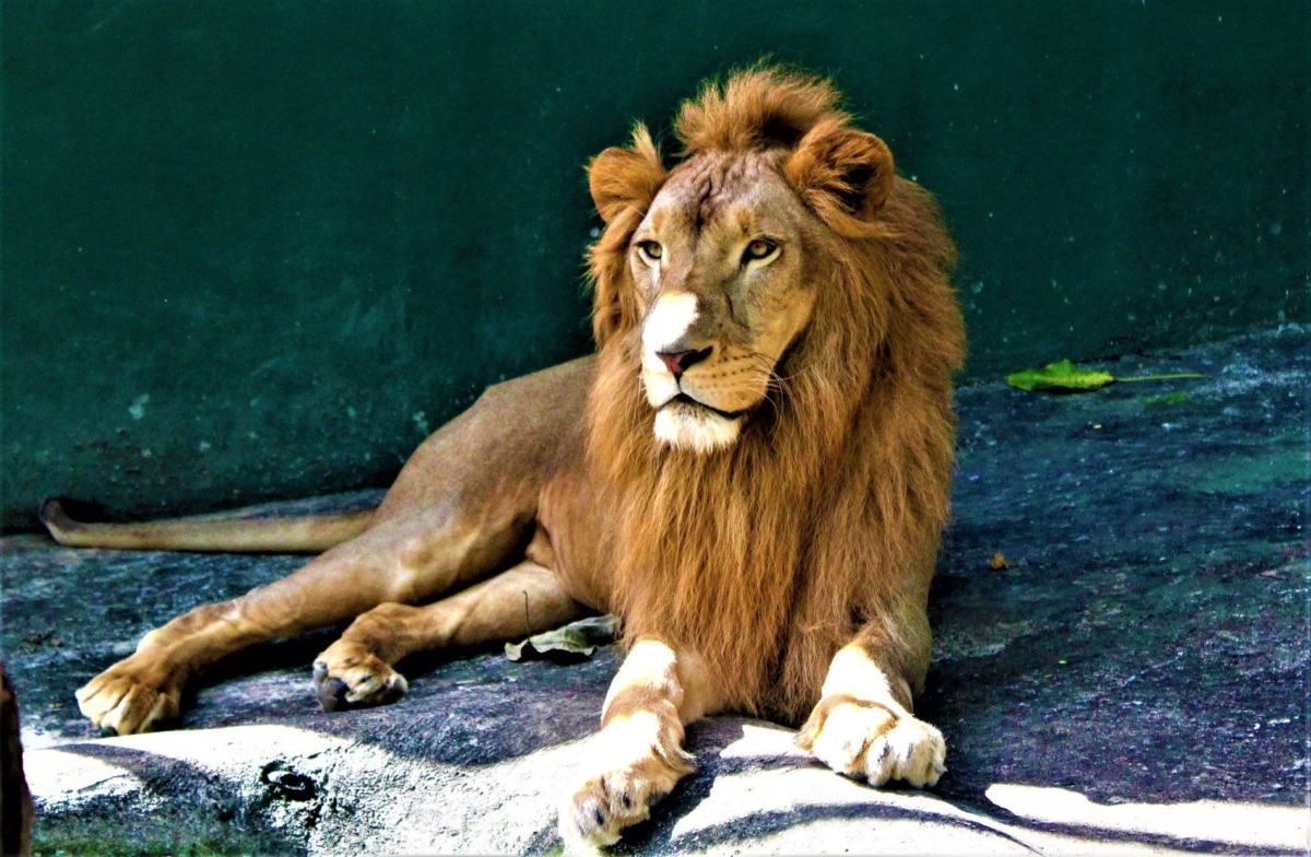 Albay Park and Wildlife | Visit Legazpi